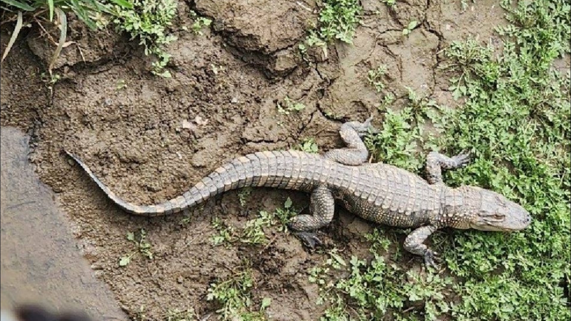 2 alligators spotted in northwest Ohio river | 10tv.com