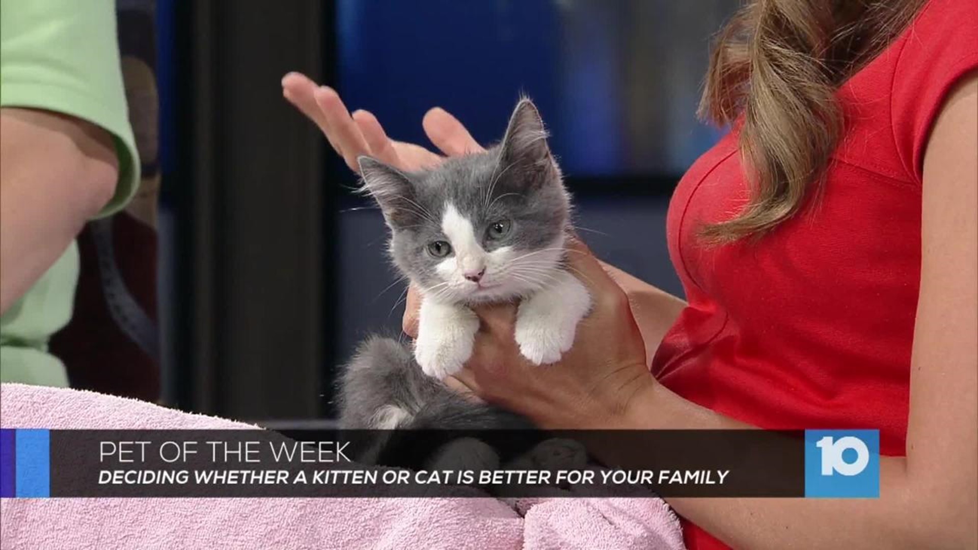 Deciding between a kitten and cat | 10tv.com