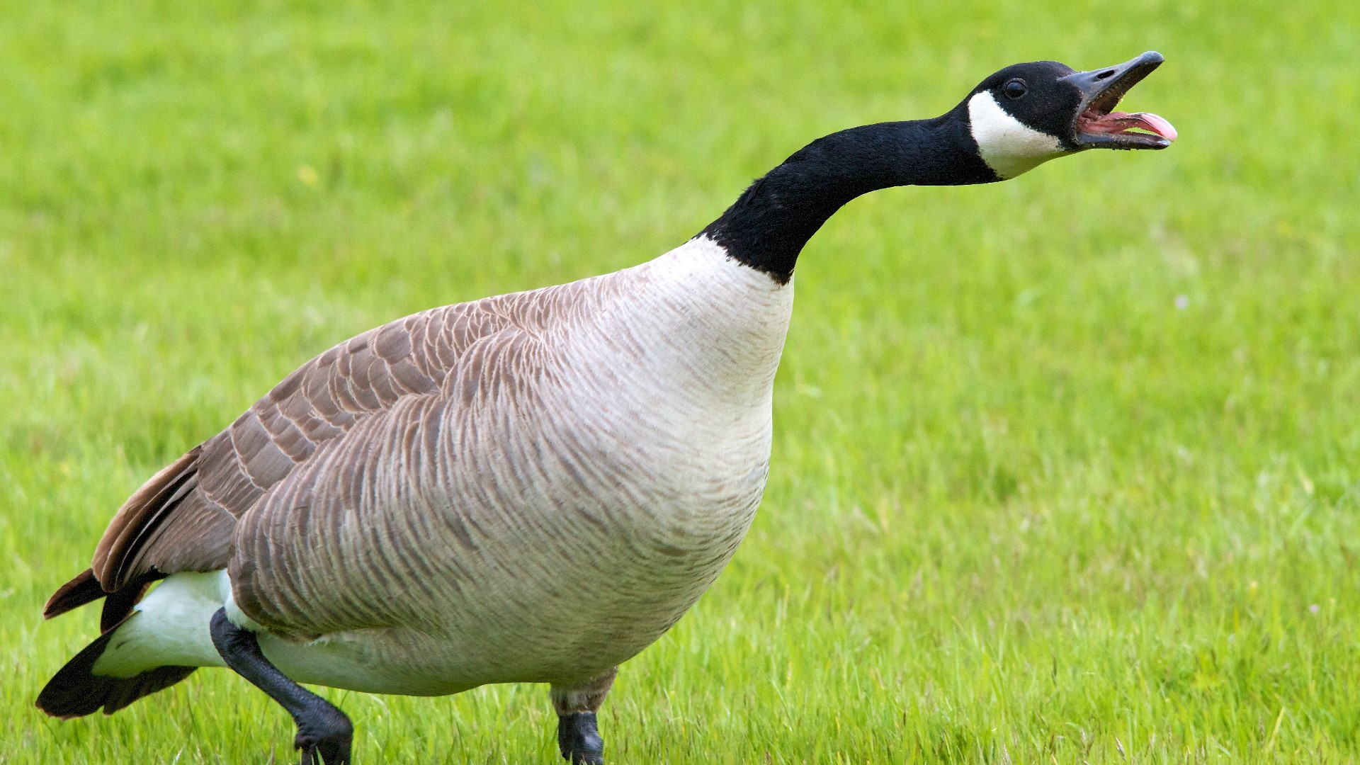 ODNR is holding a ‘nuisance goose’ workshop | 10tv.com