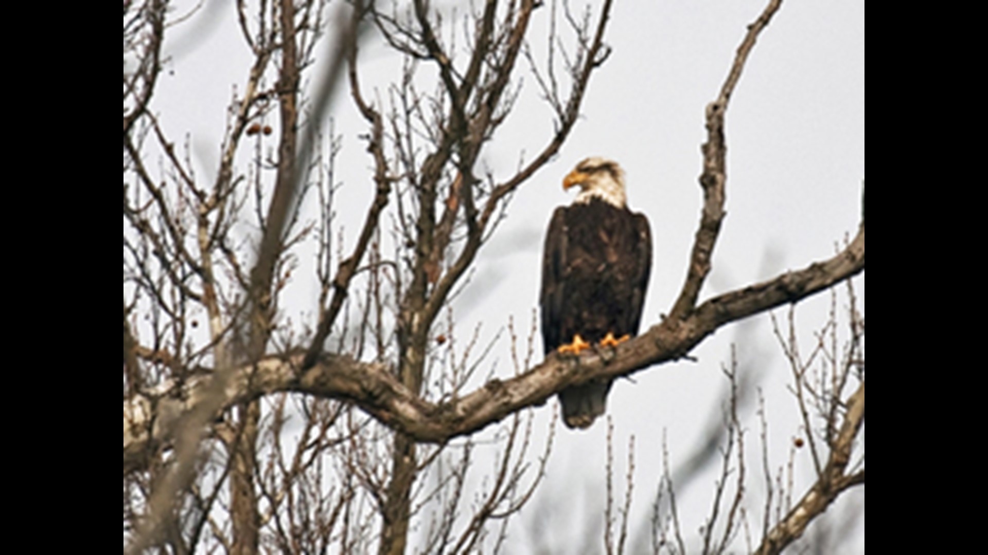 Rare Baby Eaglet Born At Highbanks Metro Park | 10tv.com