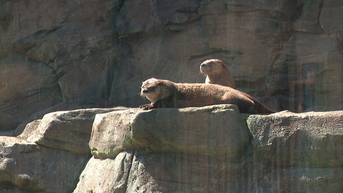 Columbus Zoo opens North America Trek exhibit | 10tv.com