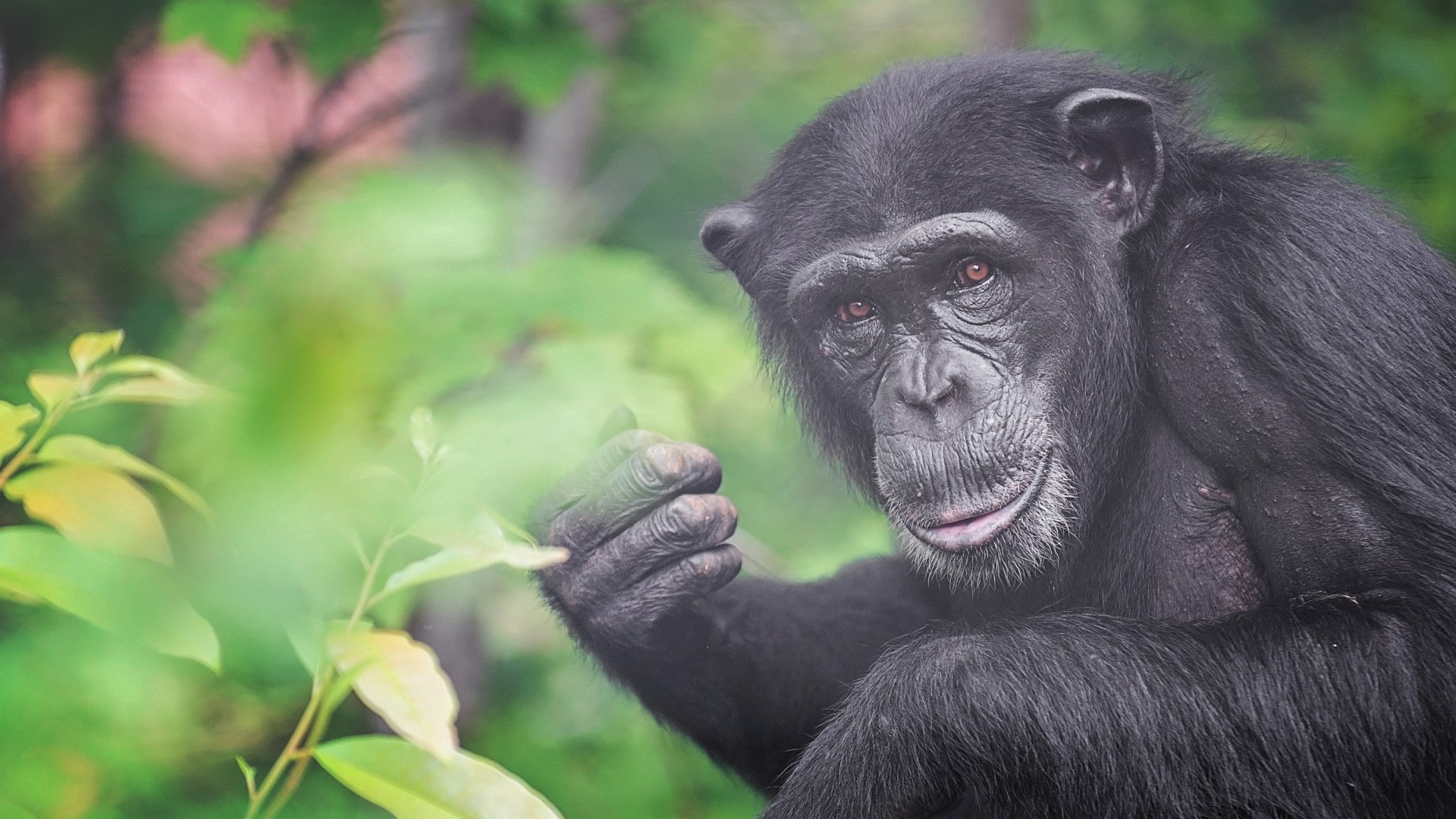 Animals at primate sanctuary freeze to death amid Texas power outage ...