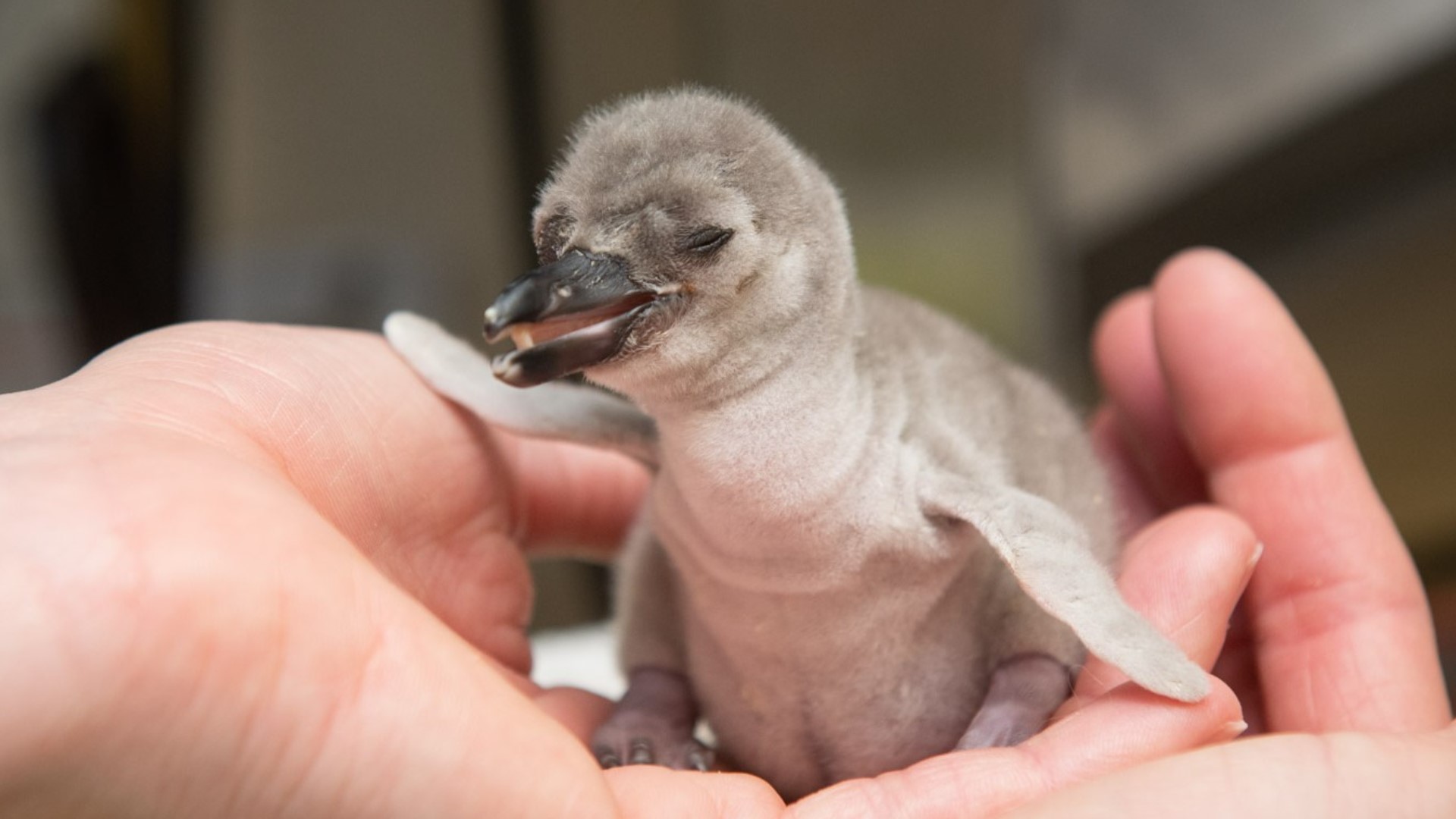 Penguin born at Columbus Zoo | 10tv.com