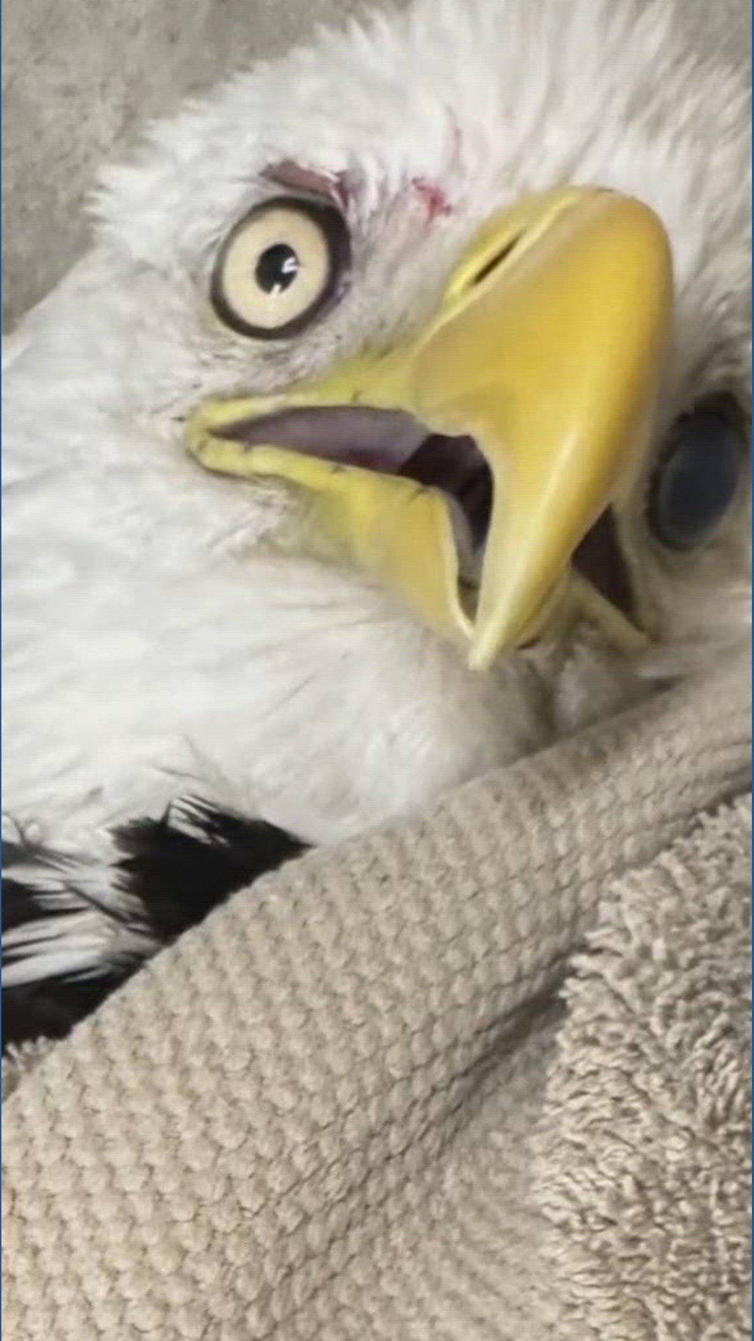 Bald eagle released after being treated for lead poisoning | 10tv.com