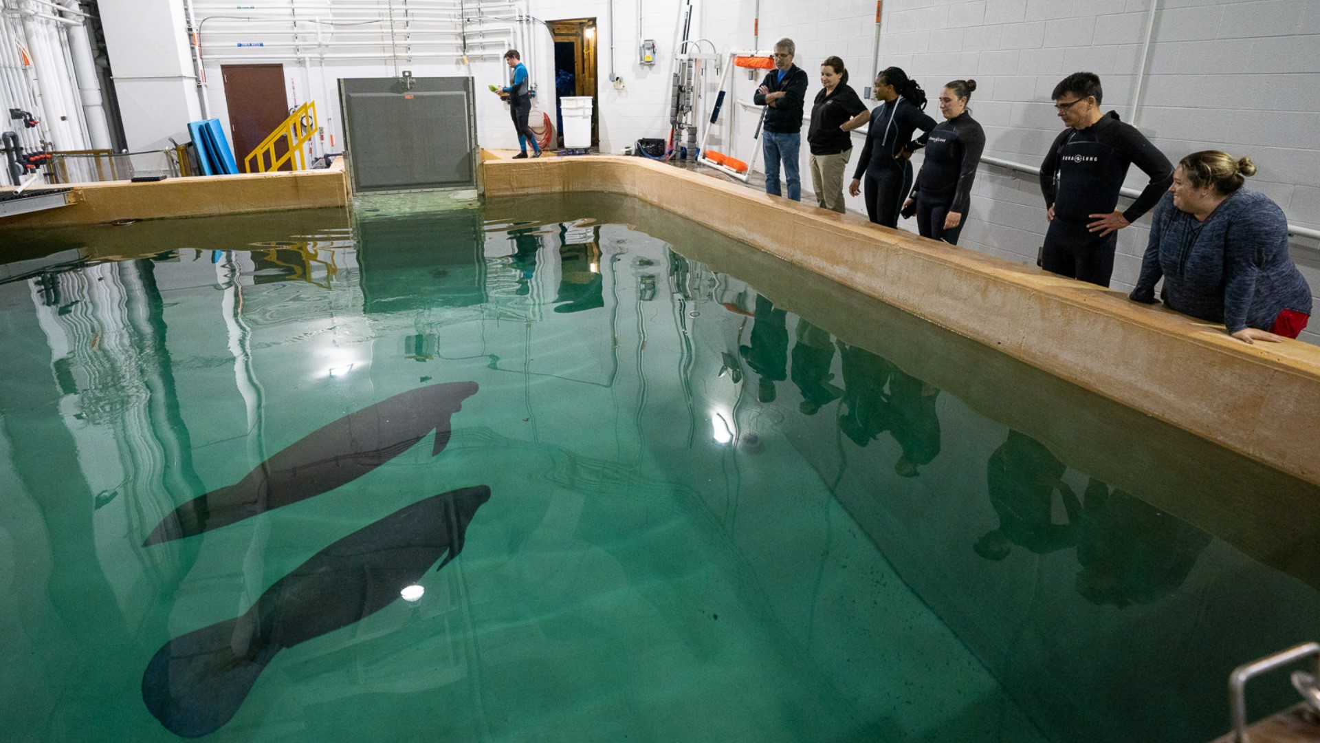 5 manatees flown from Columbus to Florida after rehab | 10tv.com