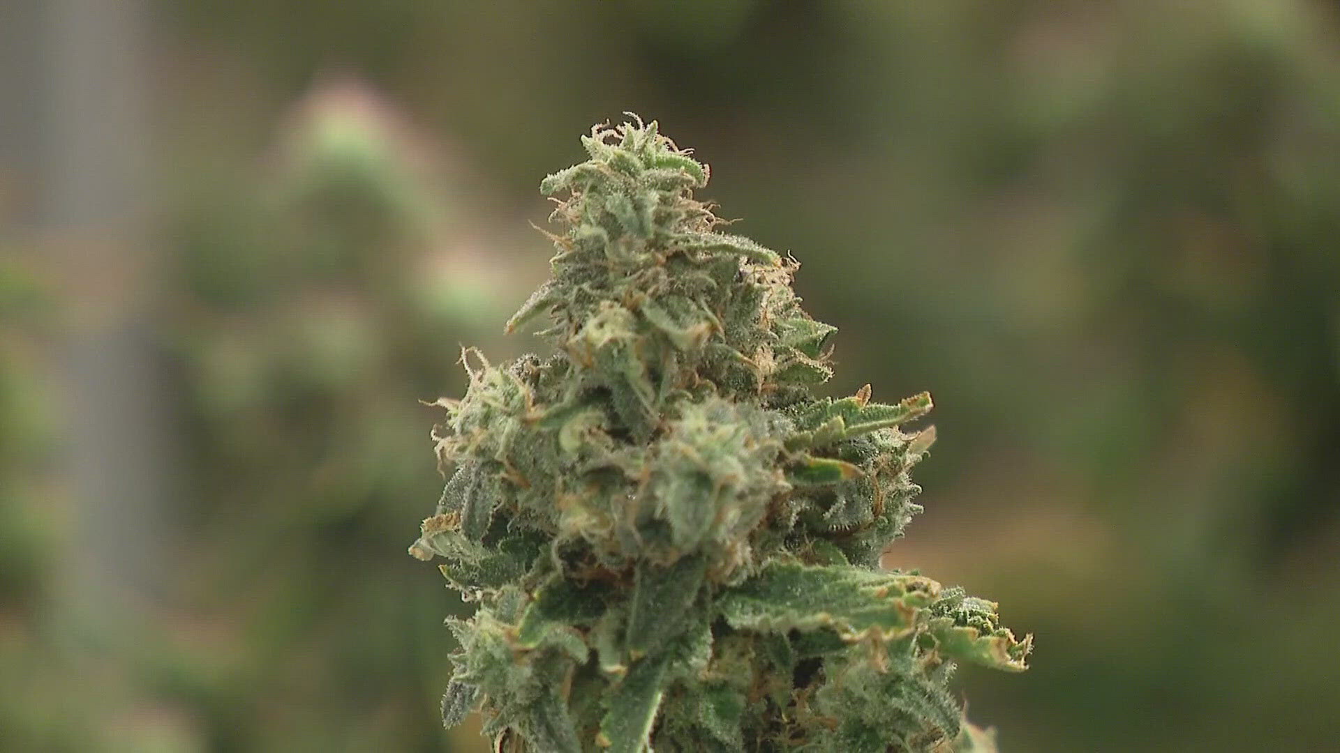 New Ohio bill looks to increase sales tax on recreational marijuana | 10tv.com