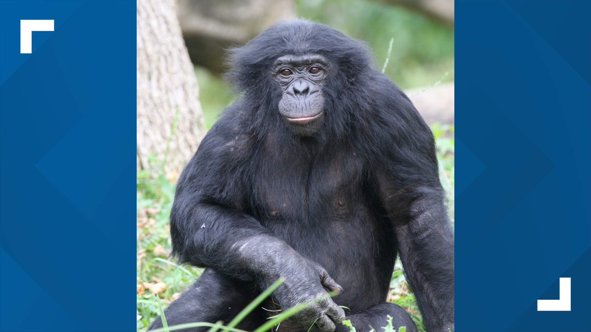 Columbus zoo mourns loss of bonobo | 10tv.com