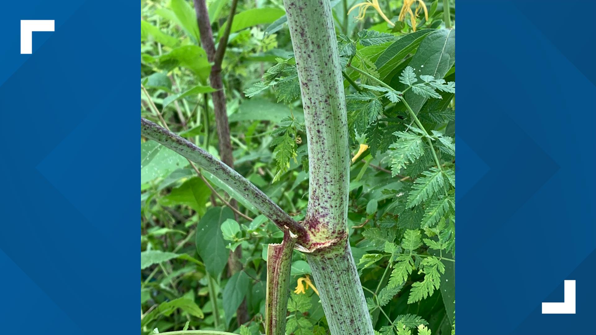 Poison hemlock spreading throughout central Ohio | 10tv.com