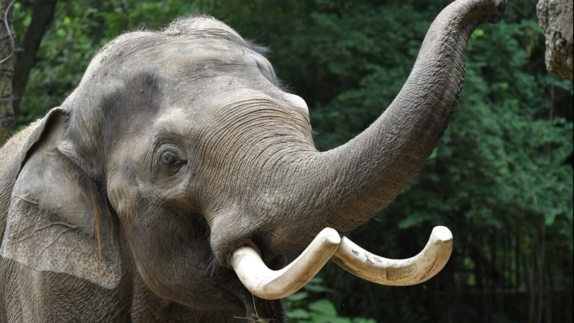 St. Louis Zoo's Raja the elephant is moving to Columbus Zoo | 10tv.com