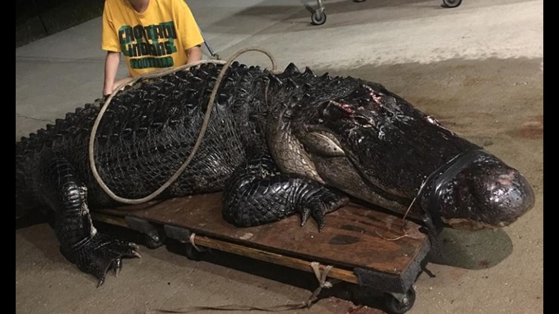 12-foot gator hit by truck captured on Florida interstate | 10tv.com