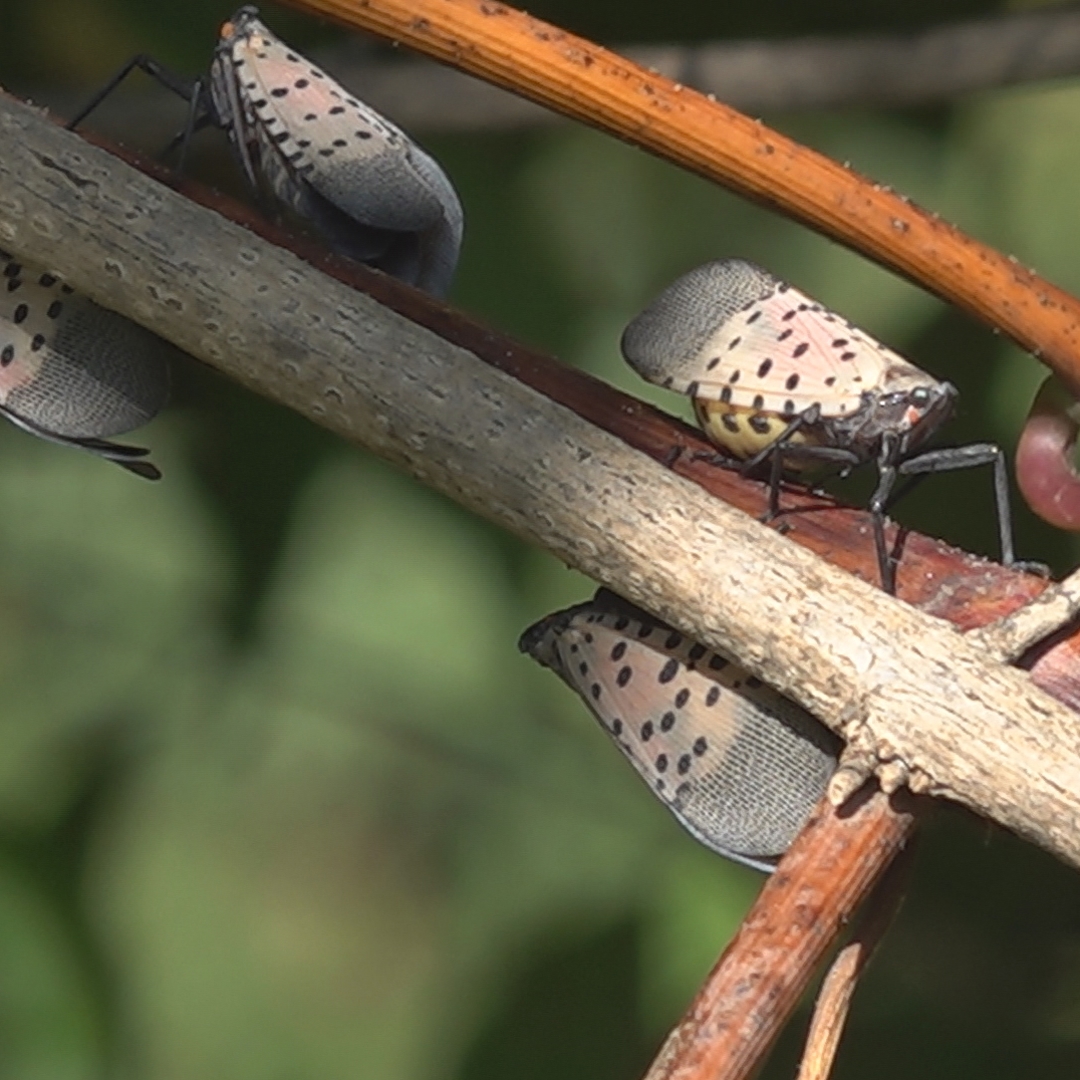 Ohio beekeepers see honey shift amid lanternfly invasion | 10tv.com