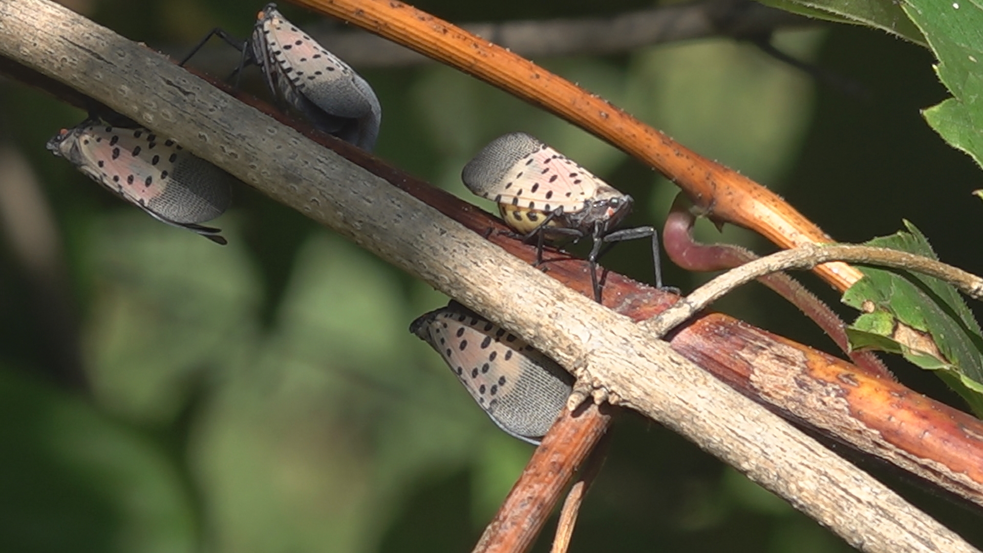 Ohio beekeepers see honey shift amid lanternfly invasion | 10tv.com