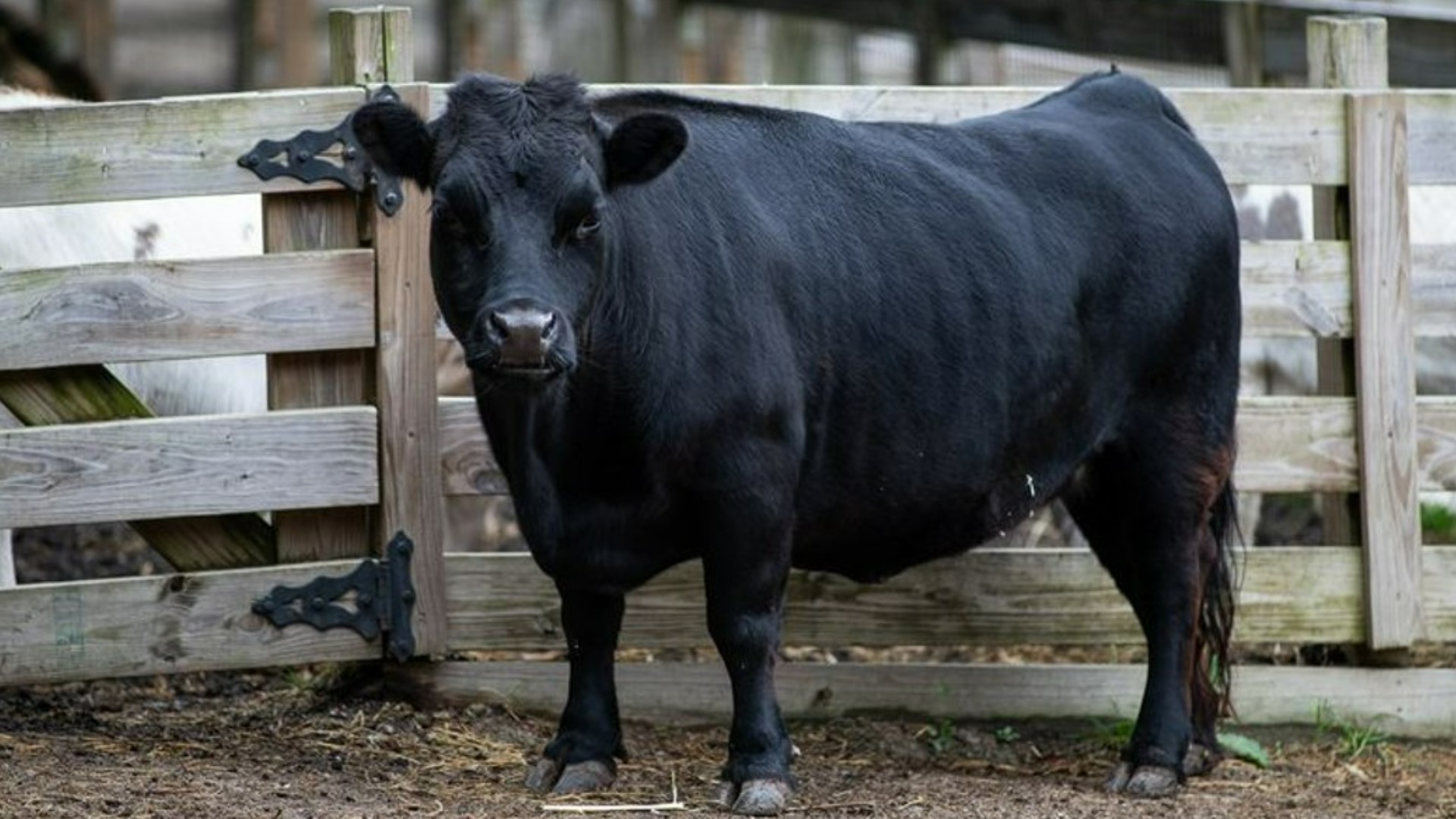 Columbus Zoo announces death of Dexter cow | 10tv.com