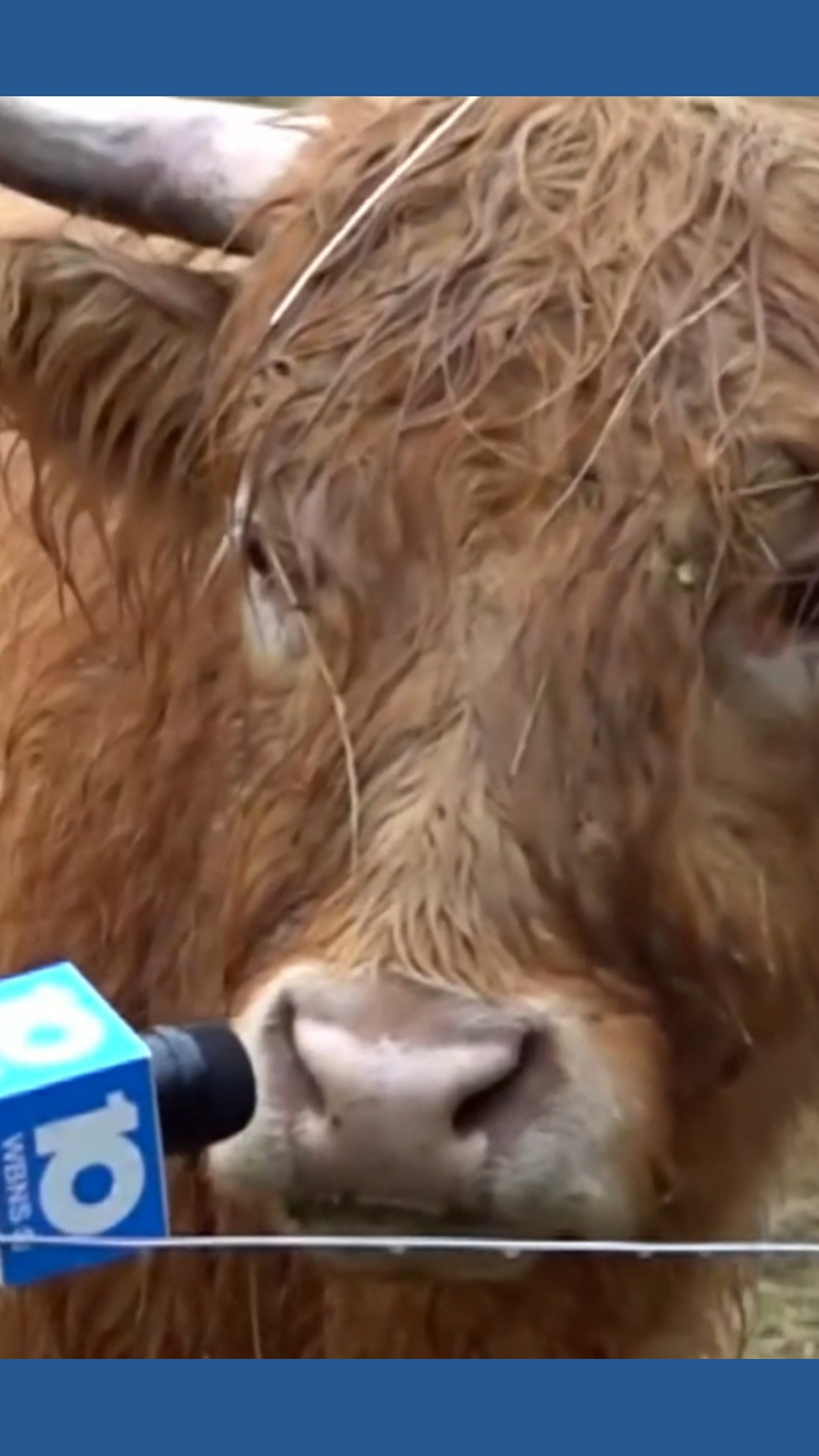 Meet 'Marigold', the escaped cow that shut down I-270 for hours | 10tv.com