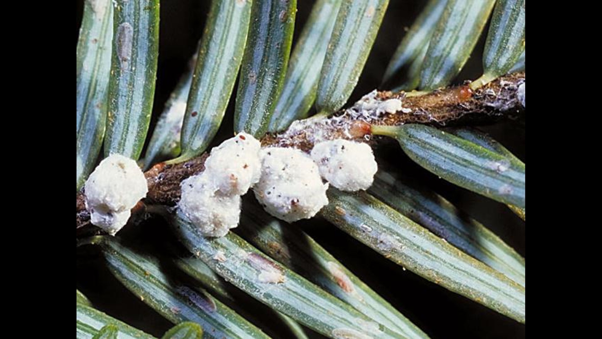 Ohio Officials Say Hemlock-Killing Bug Gone From Park Trees In Hocking ...