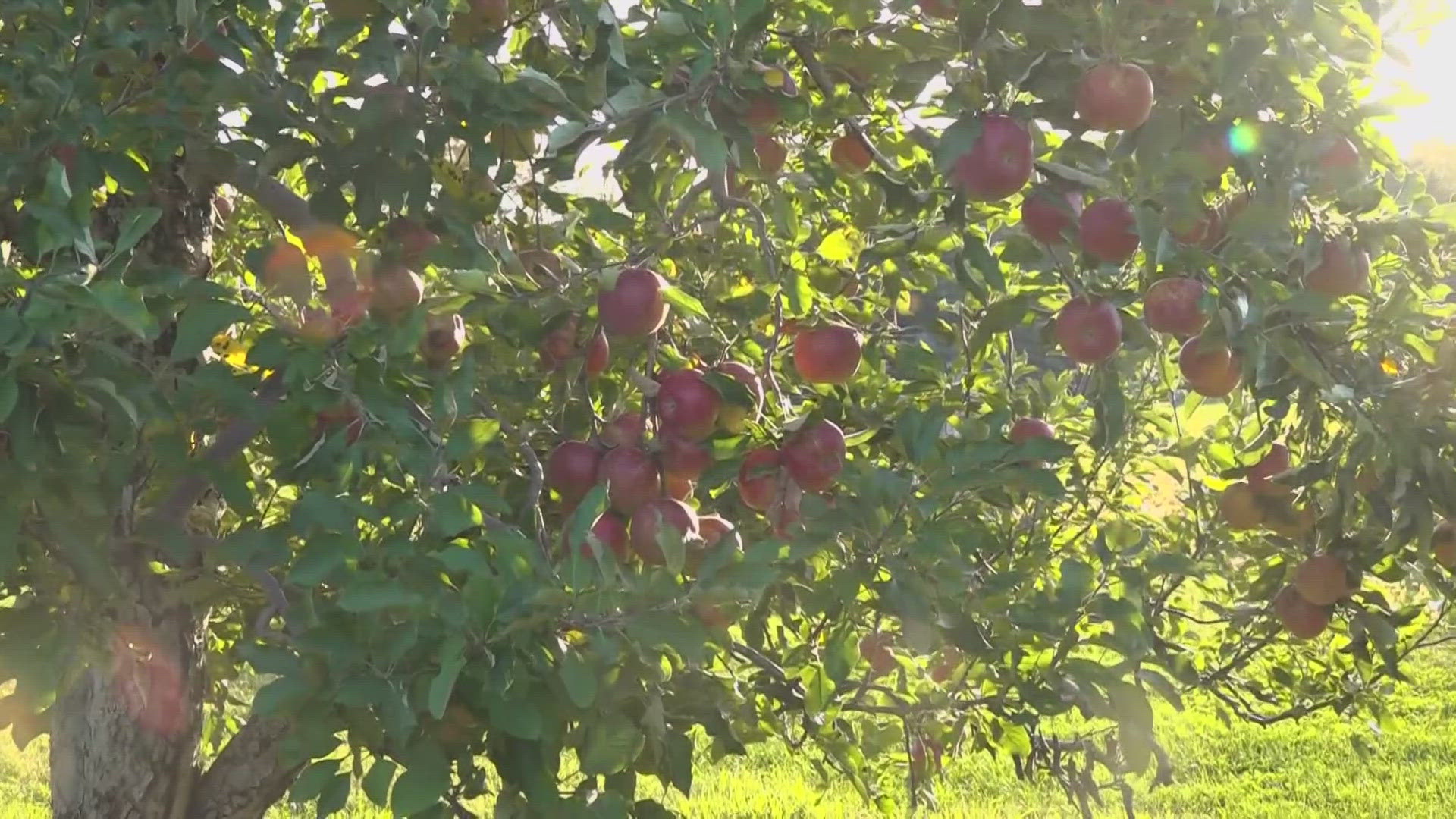 Apple Hill Orchard experiences visitor surge while dealing with theft ...