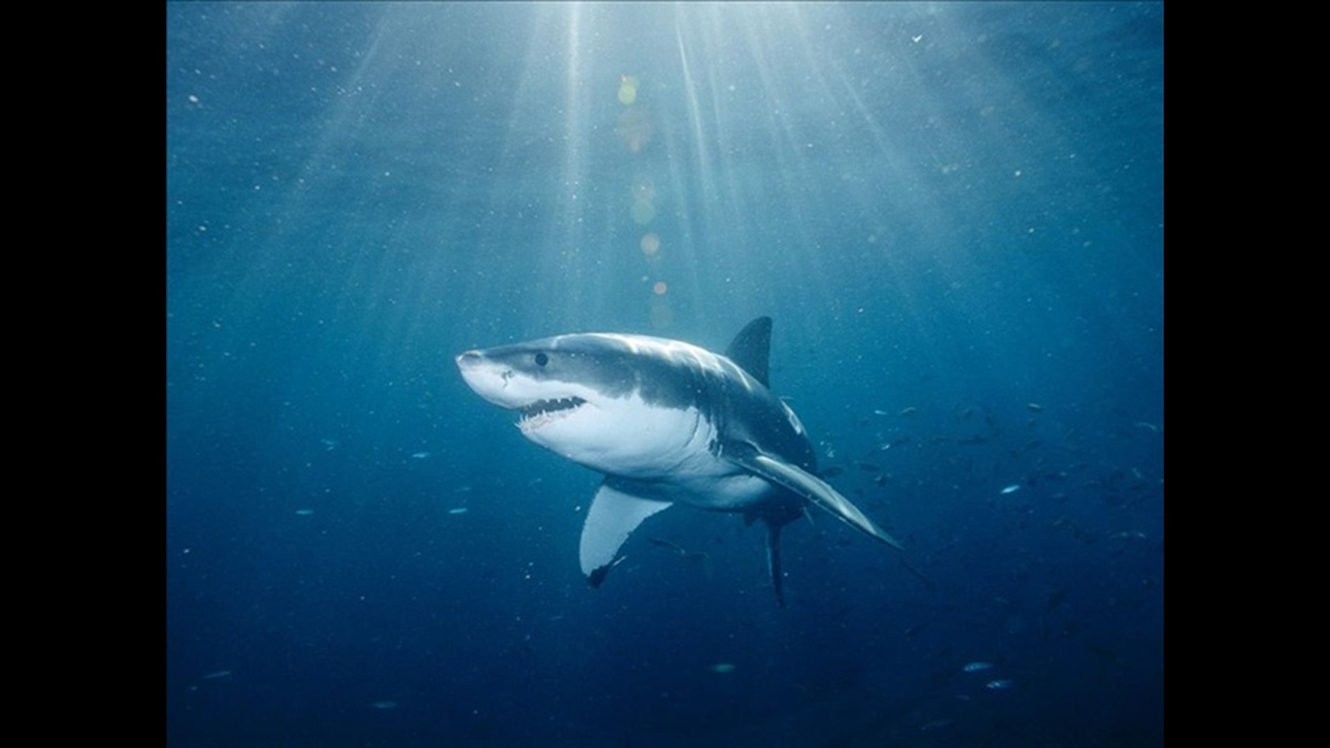 Shark safety tips: How to stay safe in the water | 10tv.com