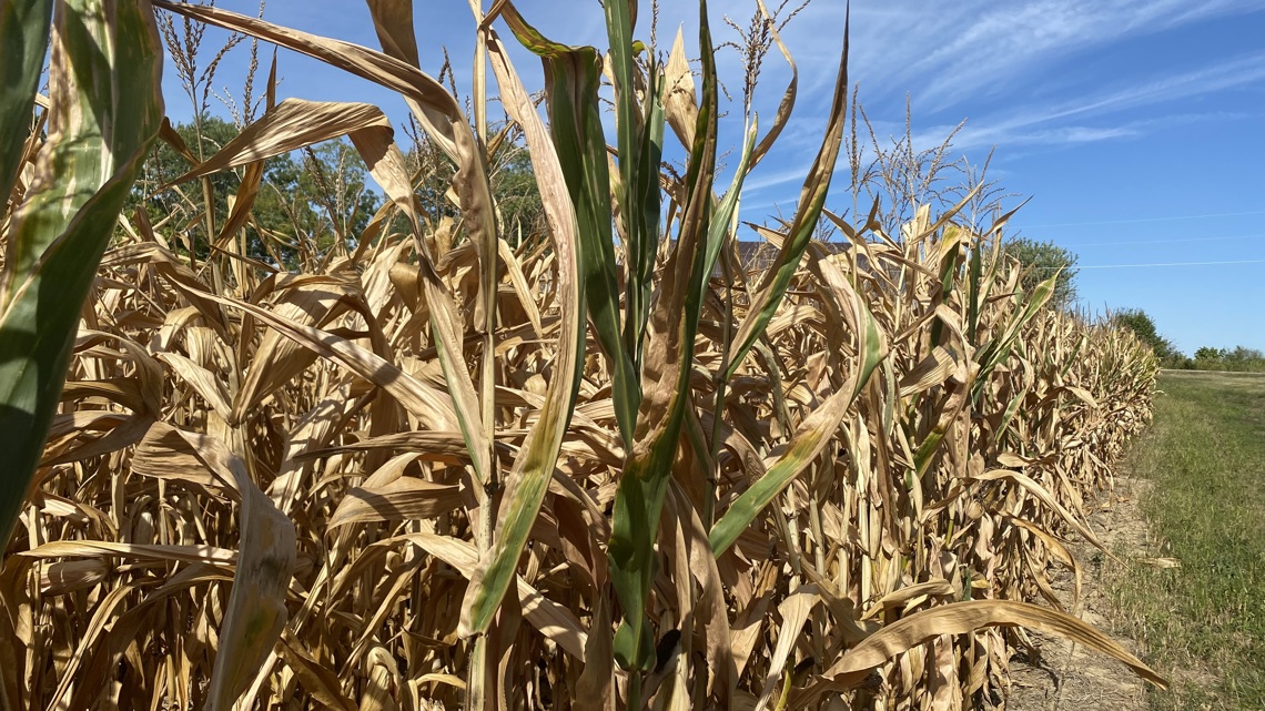 Lack of rain hurting Ohio crops | 10tv.com