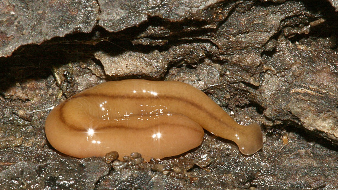 Invasive hammerhead flatworms coming out due to wet weather | 10tv.com