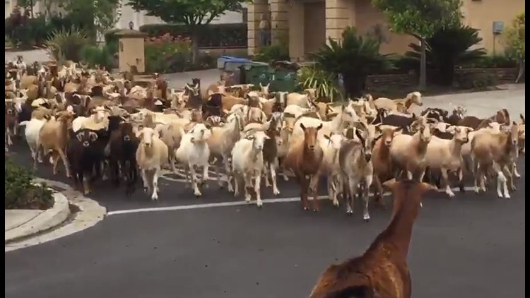 200 goats escape, run wild in California neighborhood | 10tv.com