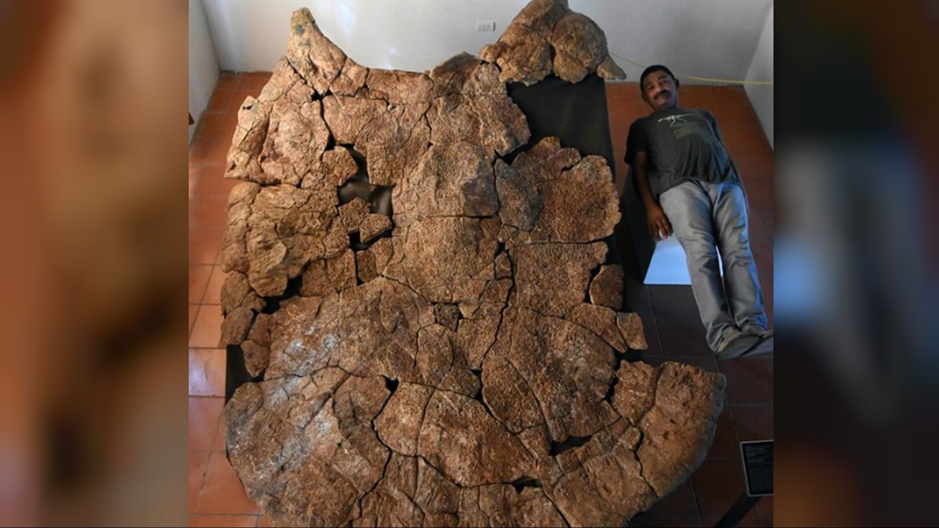 Researchers discover biggest turtle that ever lived had 10 foot shell ...