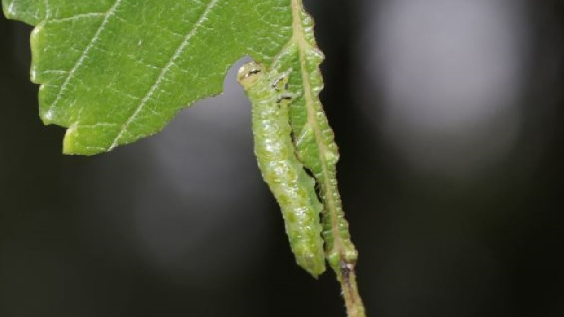 Invasive tree pests found in Franklin, Delaware counties | 10tv.com