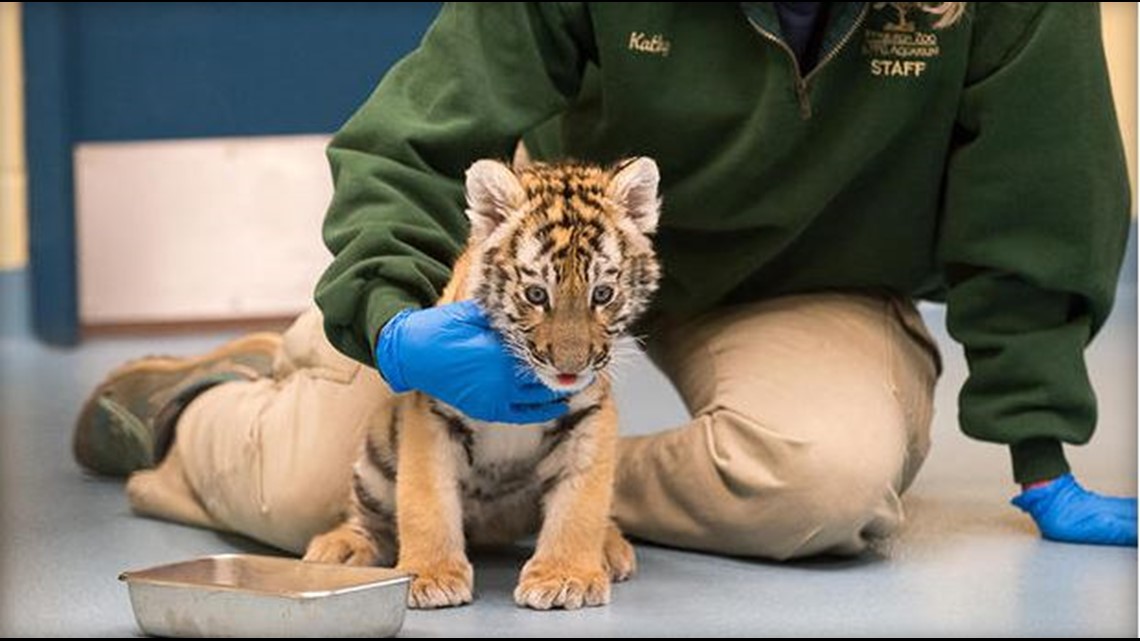 Rare tiger cubs being hand-raised at Pittsburgh Zoo after mother ...