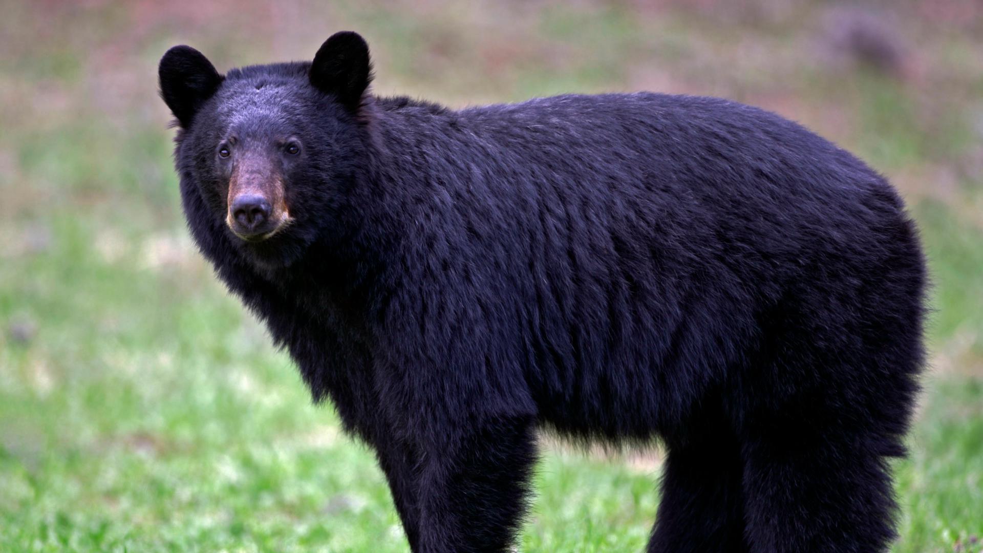 Another black bear spotted in Licking County, ODNR says | 10tv.com