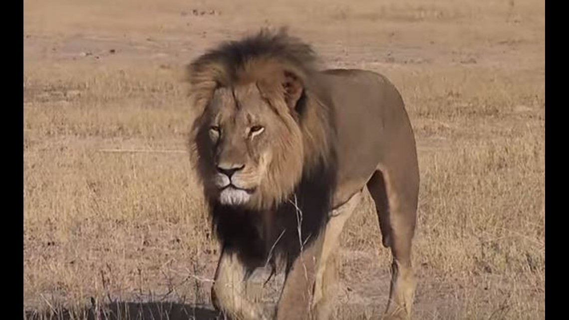 Zimbabwe Native Says Cecil The Lion Was A National Treasure | 10tv.com