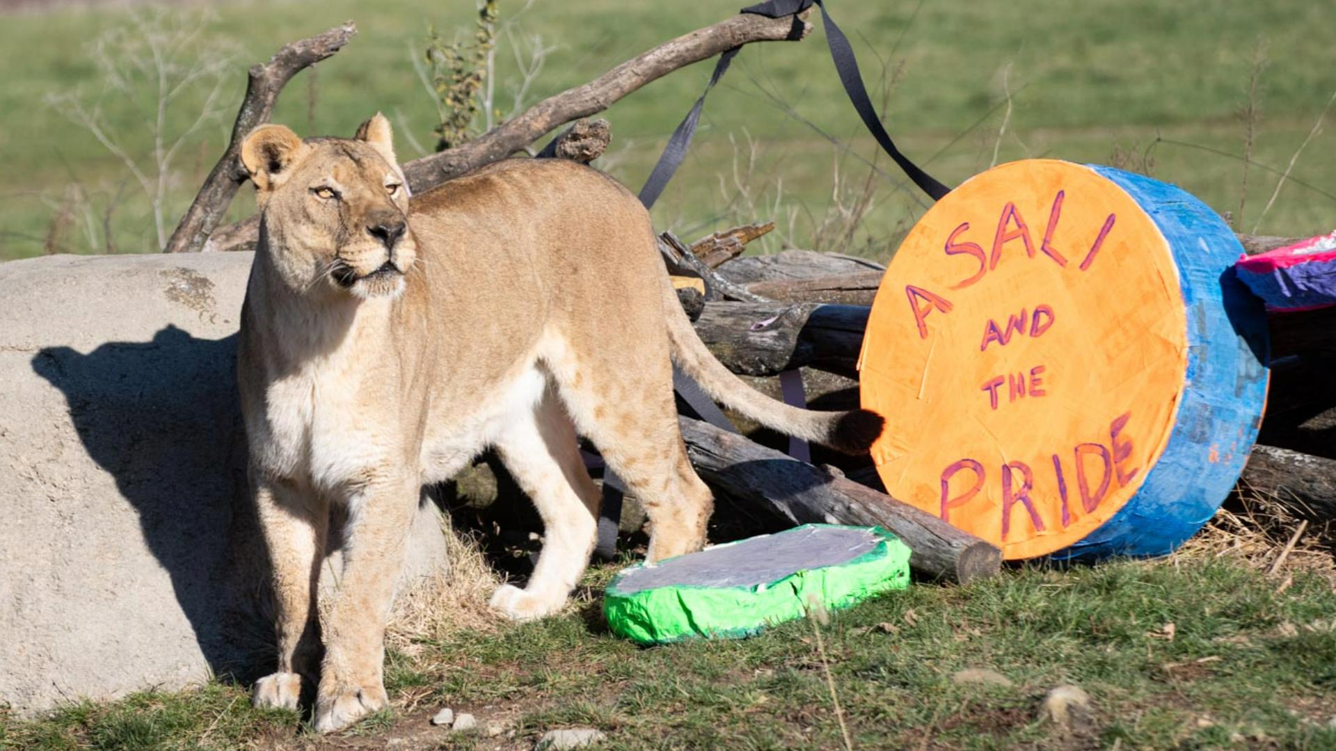 Lioness euthanized at Columbus Zoo after door meant to separate lions ...