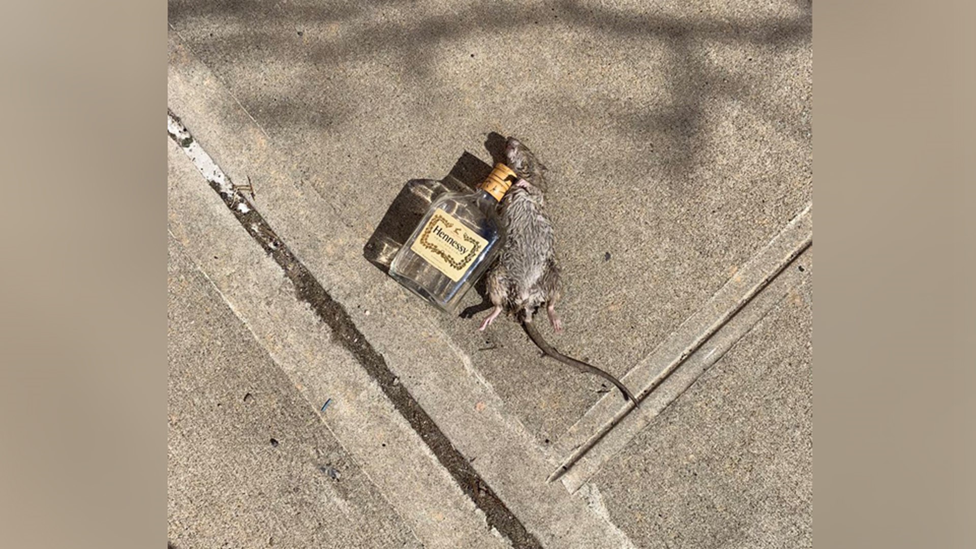 Photo of rat and Hennessy bottle goes viral | 10tv.com