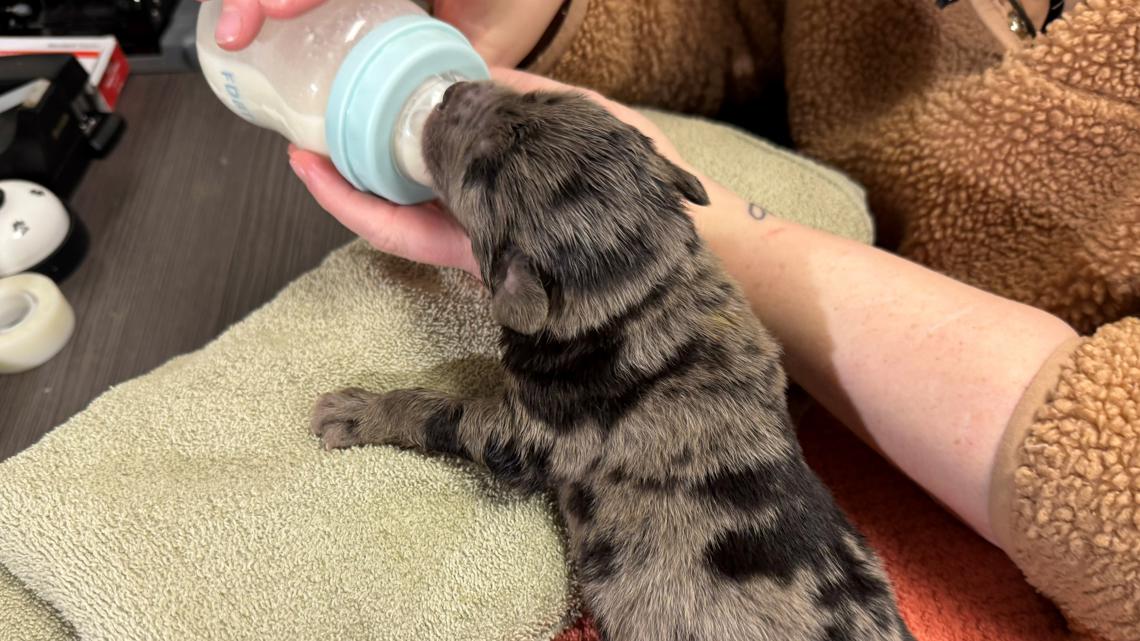 Franklin County Dog Shelter caring for 10 puppies found along Morse ...