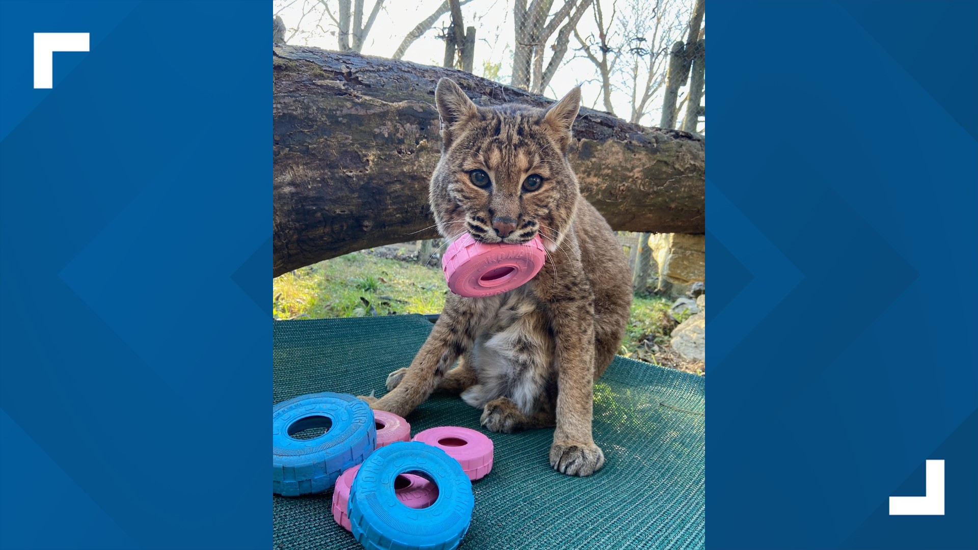 19-year-old bobcat at Columbus Zoo dies | 10tv.com