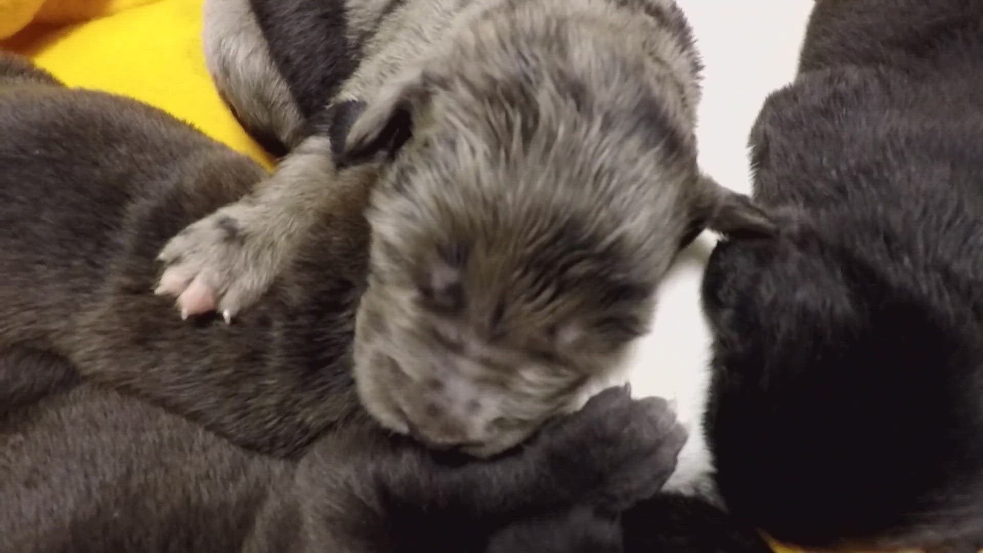 Franklin County Dog Shelter caring for 10 puppies found along Morse ...
