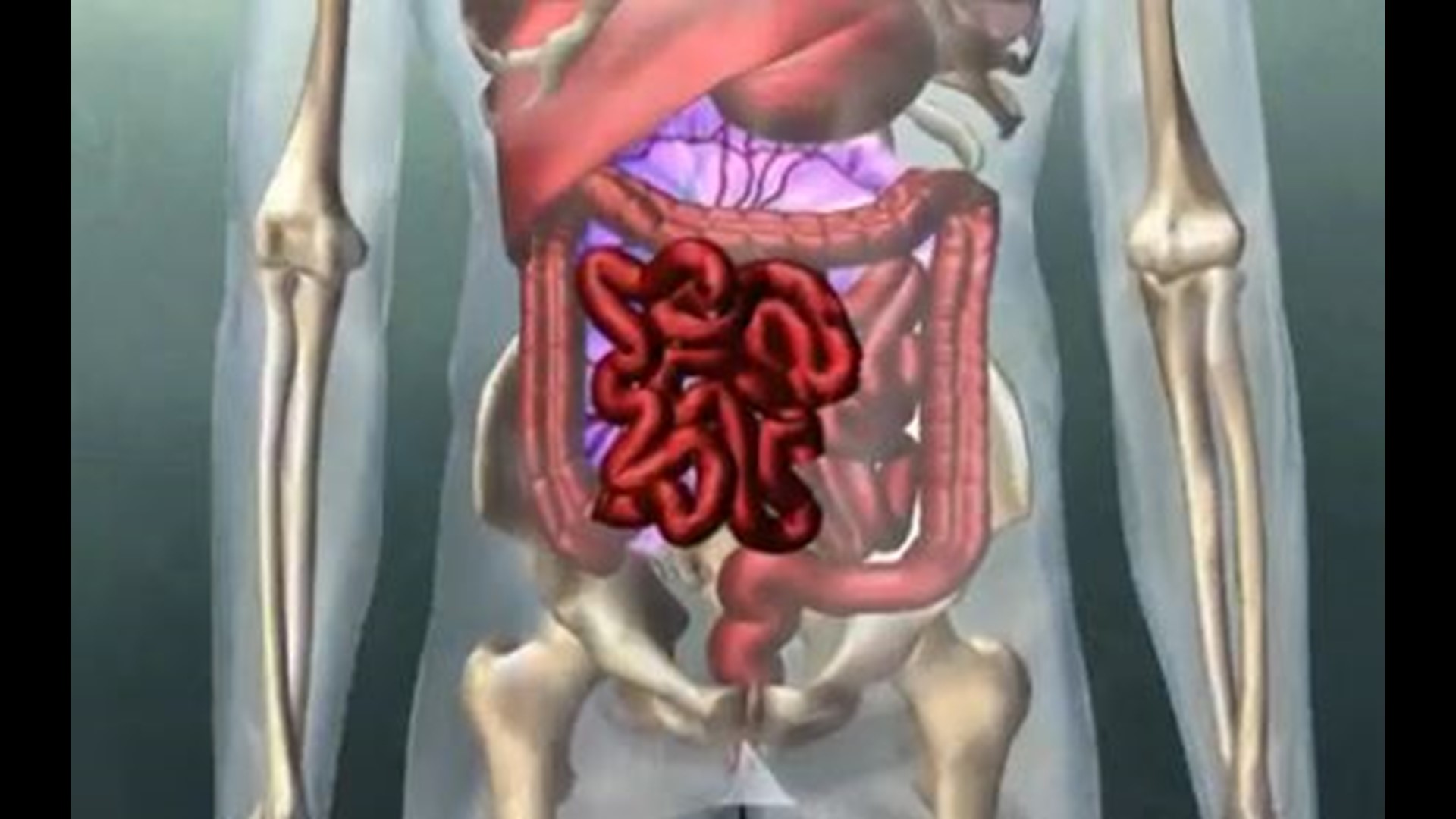 Researchers discover new human organ | 10tv.com
