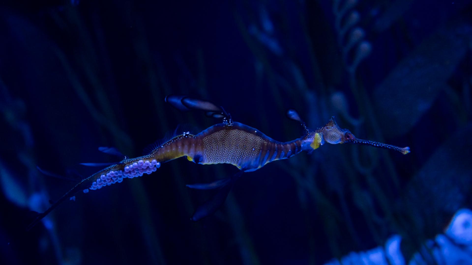 Columbus Zoo sees four male seadragons carry eggs | 10tv.com