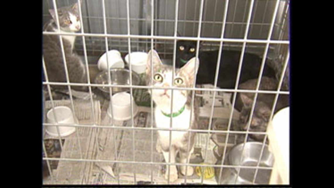 50 Cats Dropped Off At Already-Crowded Shelter | 10tv.com