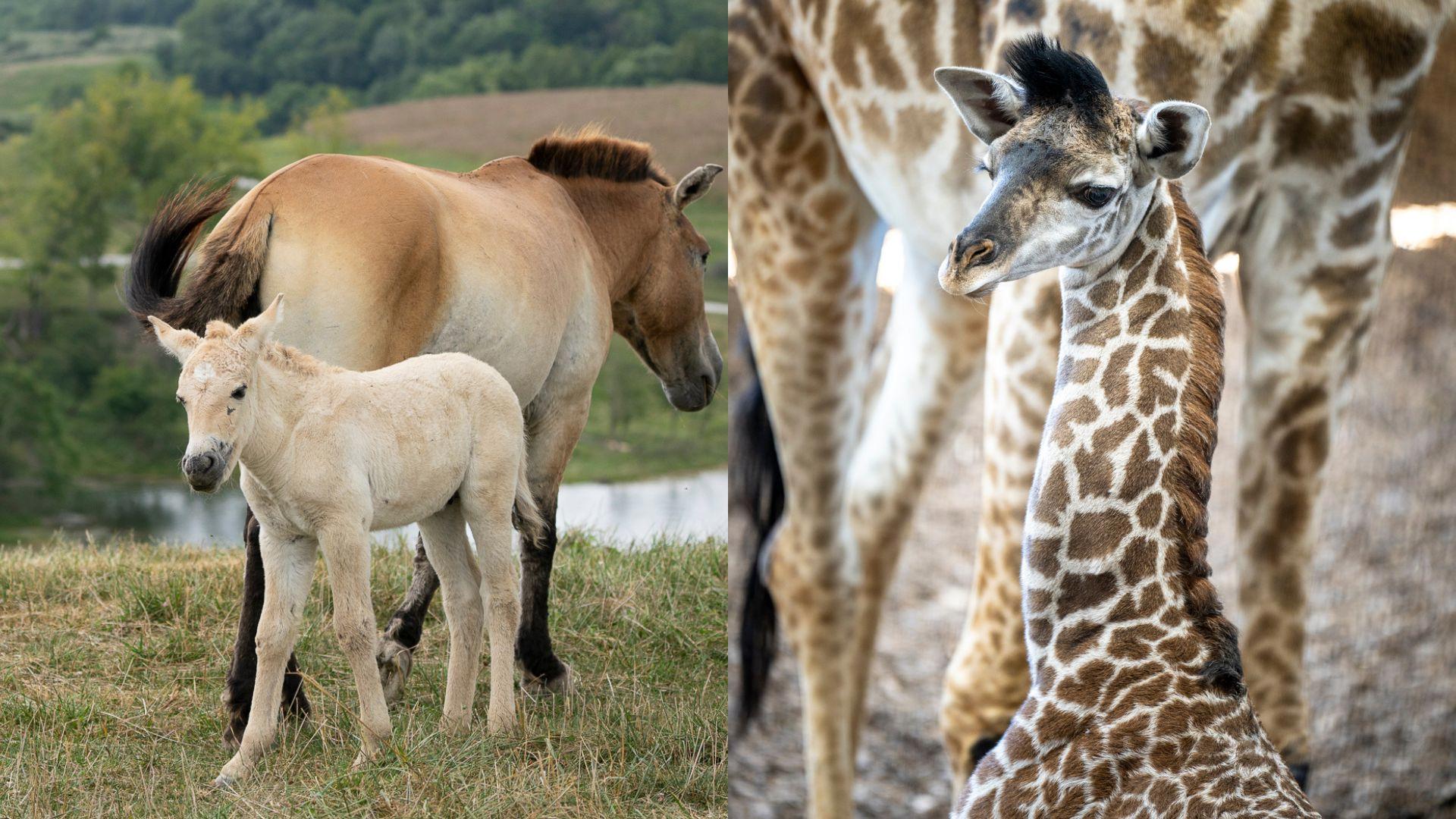 The Wilds welcomes rare foal, giraffe calf | 10tv.com