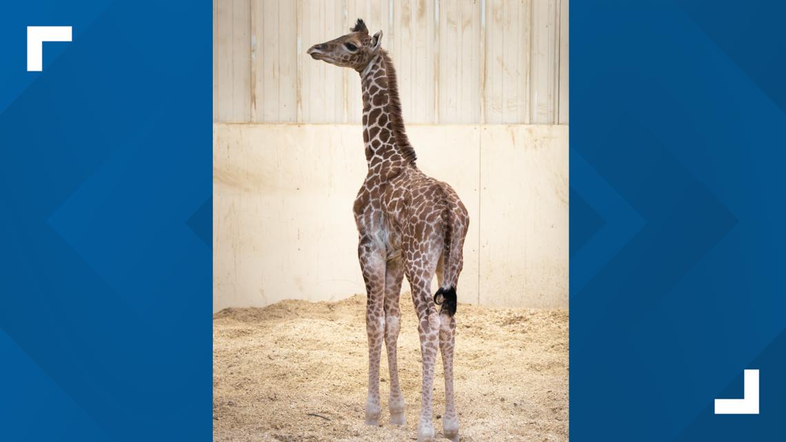 Columbus Zoo and Aquarium welcomes new Masai giraffe calf | 10tv.com