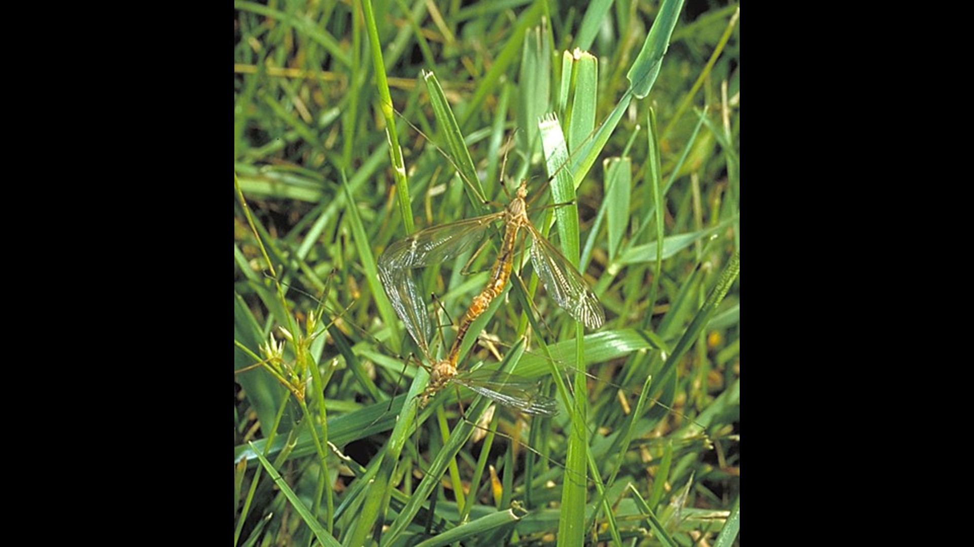 What's that bug? Recent emergence of Crane Flies in Ohio | 10tv.com