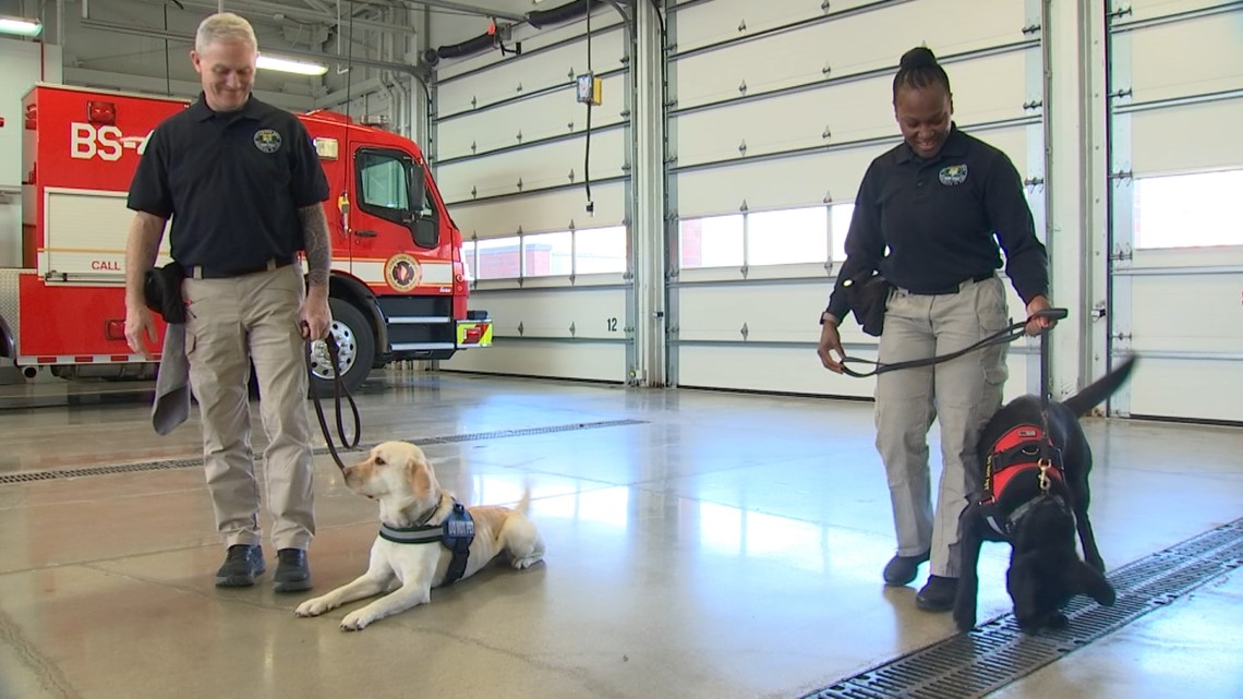 Columbus Division of Fire putting 2 new K-9s into service | 10tv.com