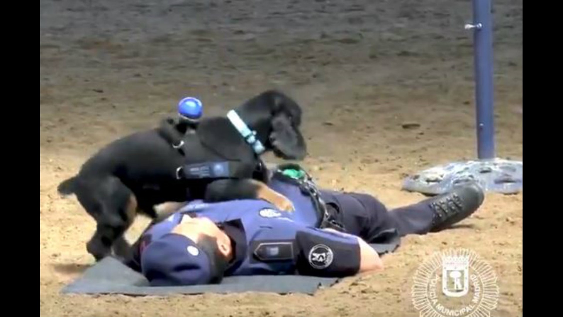 Police dog Poncho "saves" cop with CPR in demo video gone viral | 10tv.com