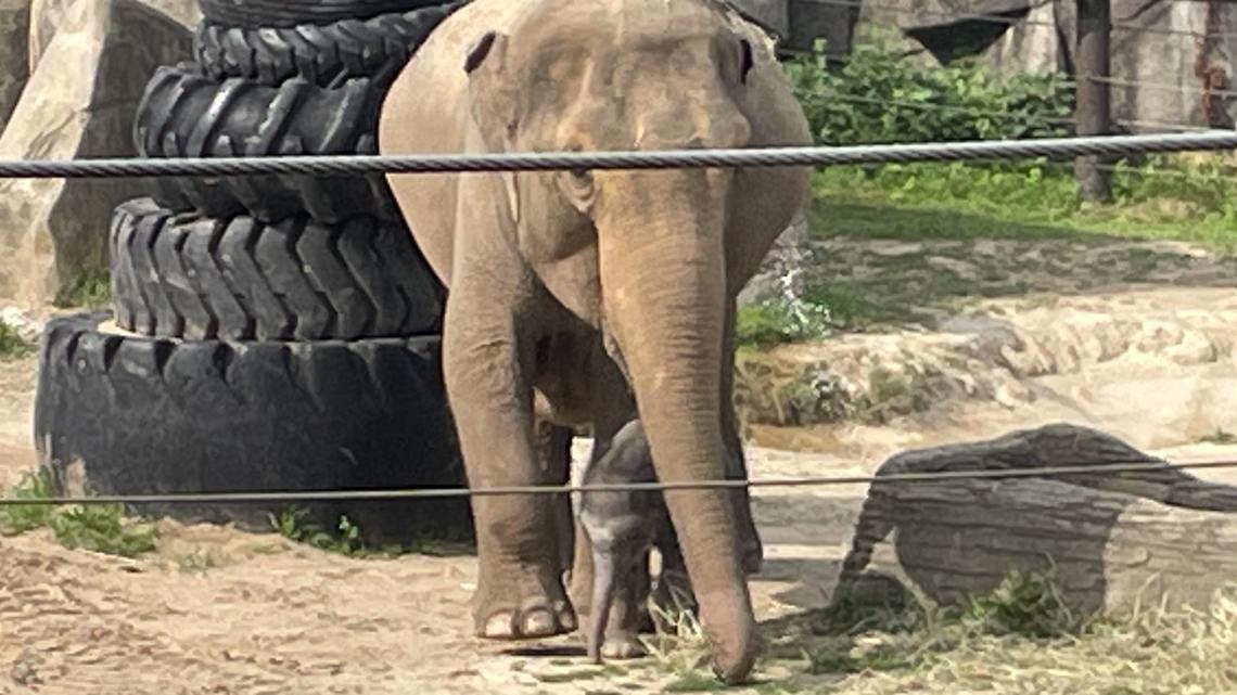 Columbus Zoo’s baby elephant to make first public appearance | 10tv.com