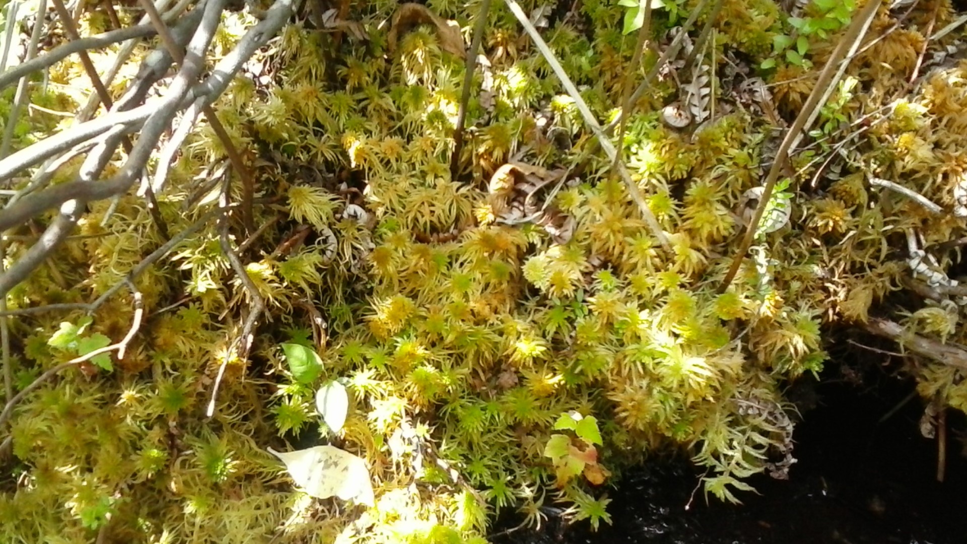 Peat Bogs: Mother Nature's time capsule | 10tv.com