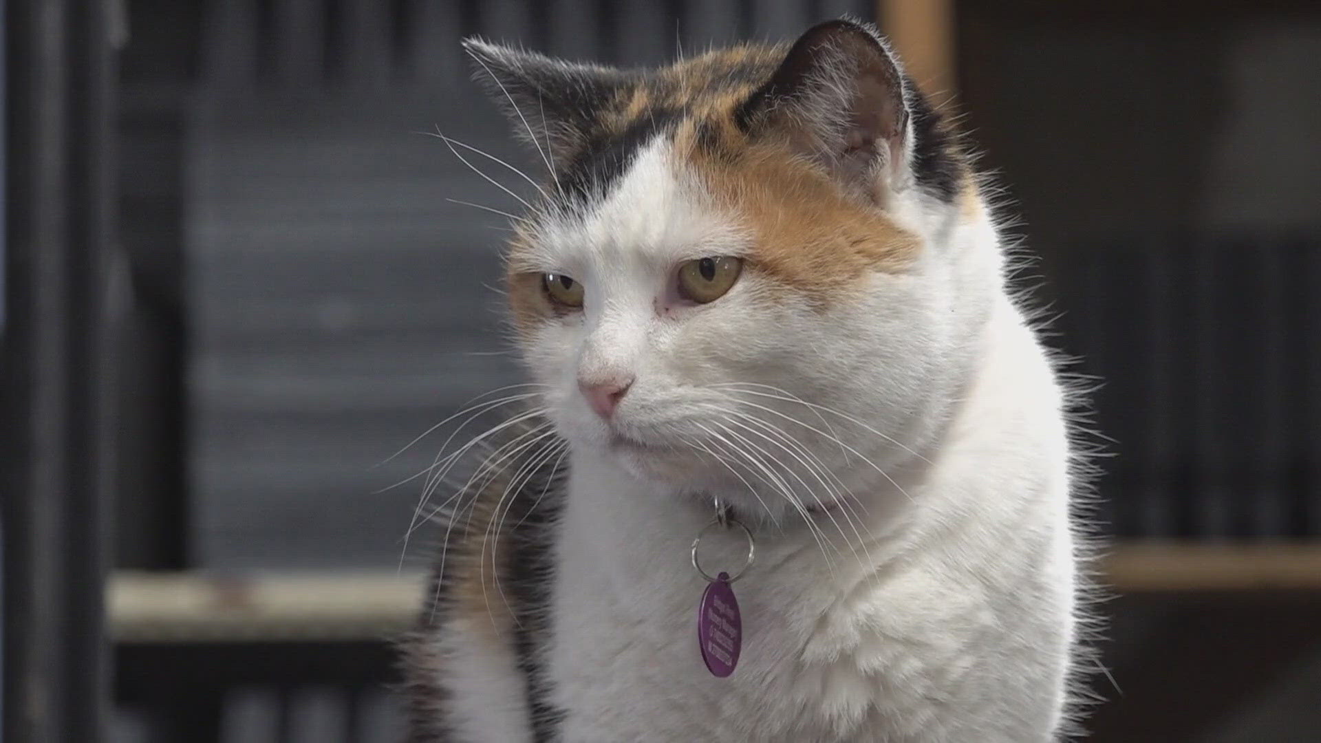 How a stray cat turned into pest control at The Dawes Arboretum | 10tv.com