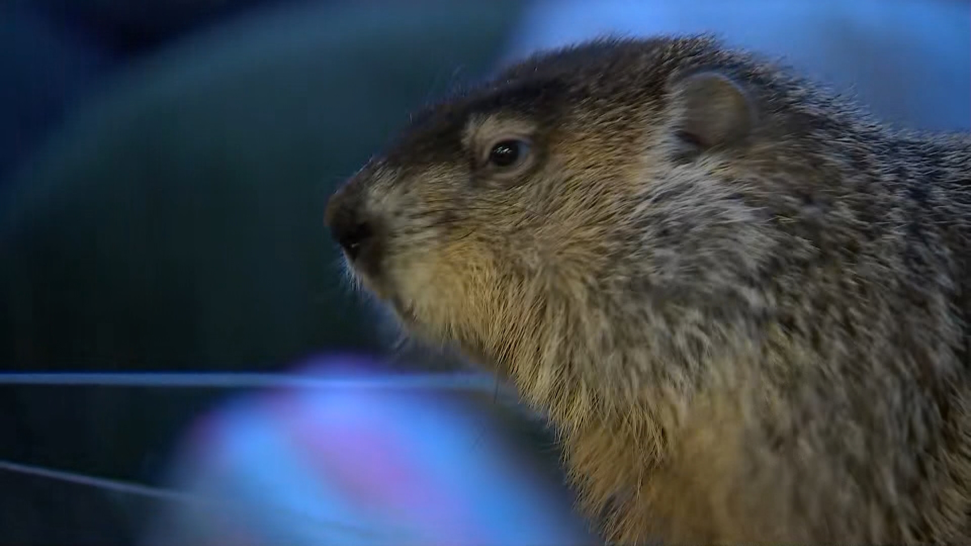 Groundhog Day in Ohio | 10tv.com
