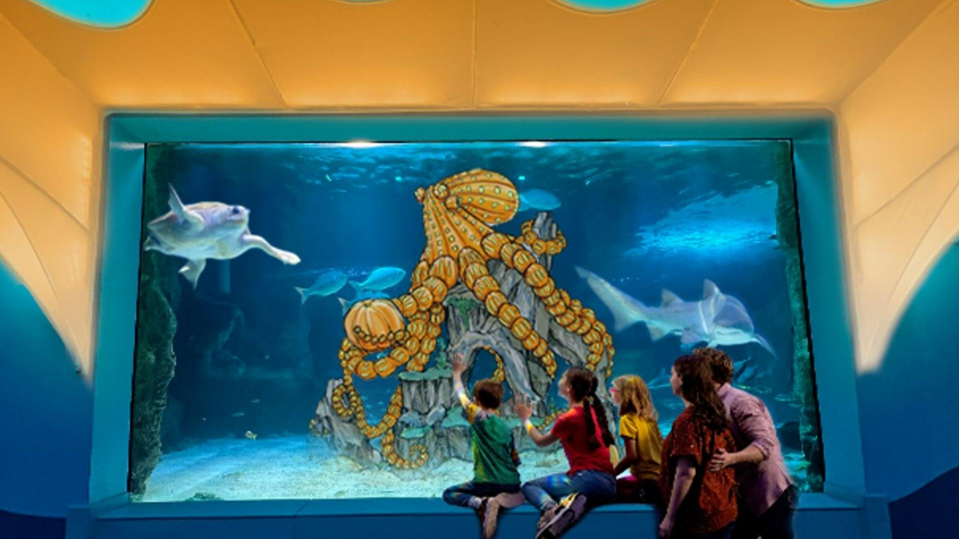 Newport Aquarium hosts ‘Underwater Pumpkin GLOW’ | 10tv.com