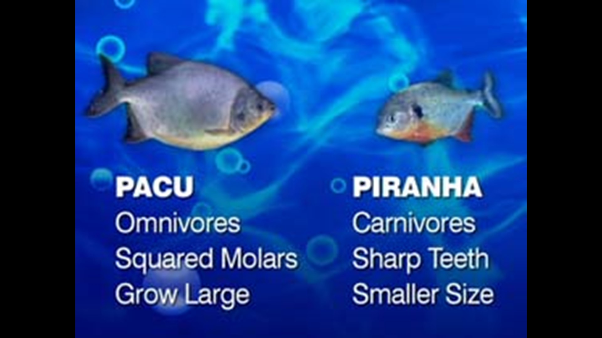 Fish Similar To Piranha Found In Buckeye Lake | 10tv.com