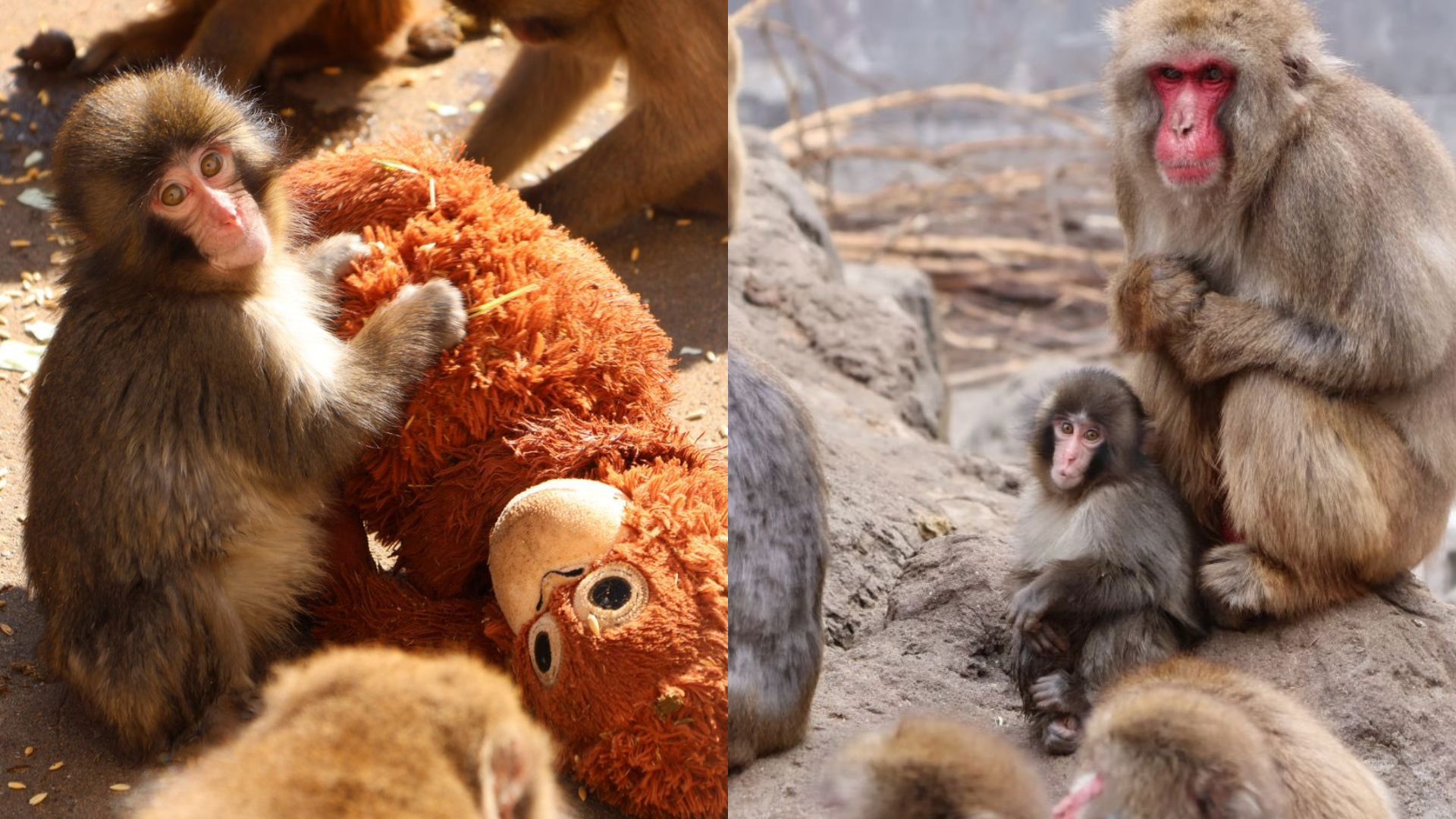 Columbus Zoo expert assures Punch, the viral baby monkey with a plush ...