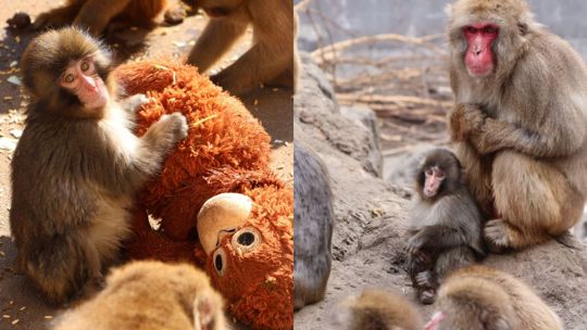 Columbus Zoo expert assures Punch, the viral baby monkey with a plush ...
